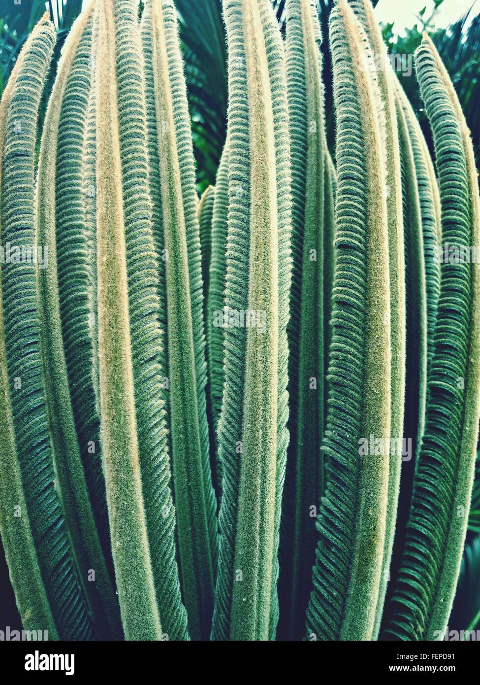 Low Angle View Of Green Plant Stock Photo - Alamy