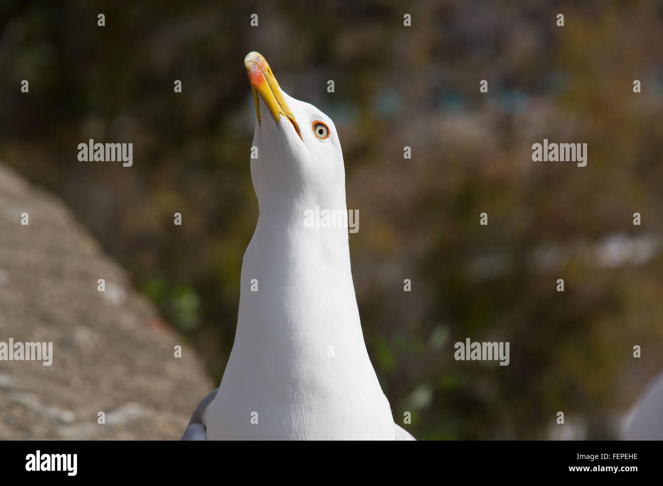 Fearless big bird Seagull Stock Photo - Alamy