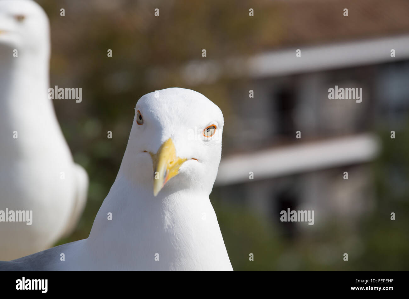 Fearless big bird Seagull Stock Photo - Alamy