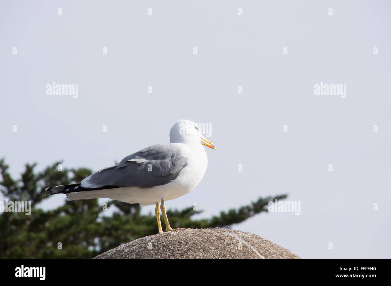 Fearless big bird Seagull Stock Photo - Alamy