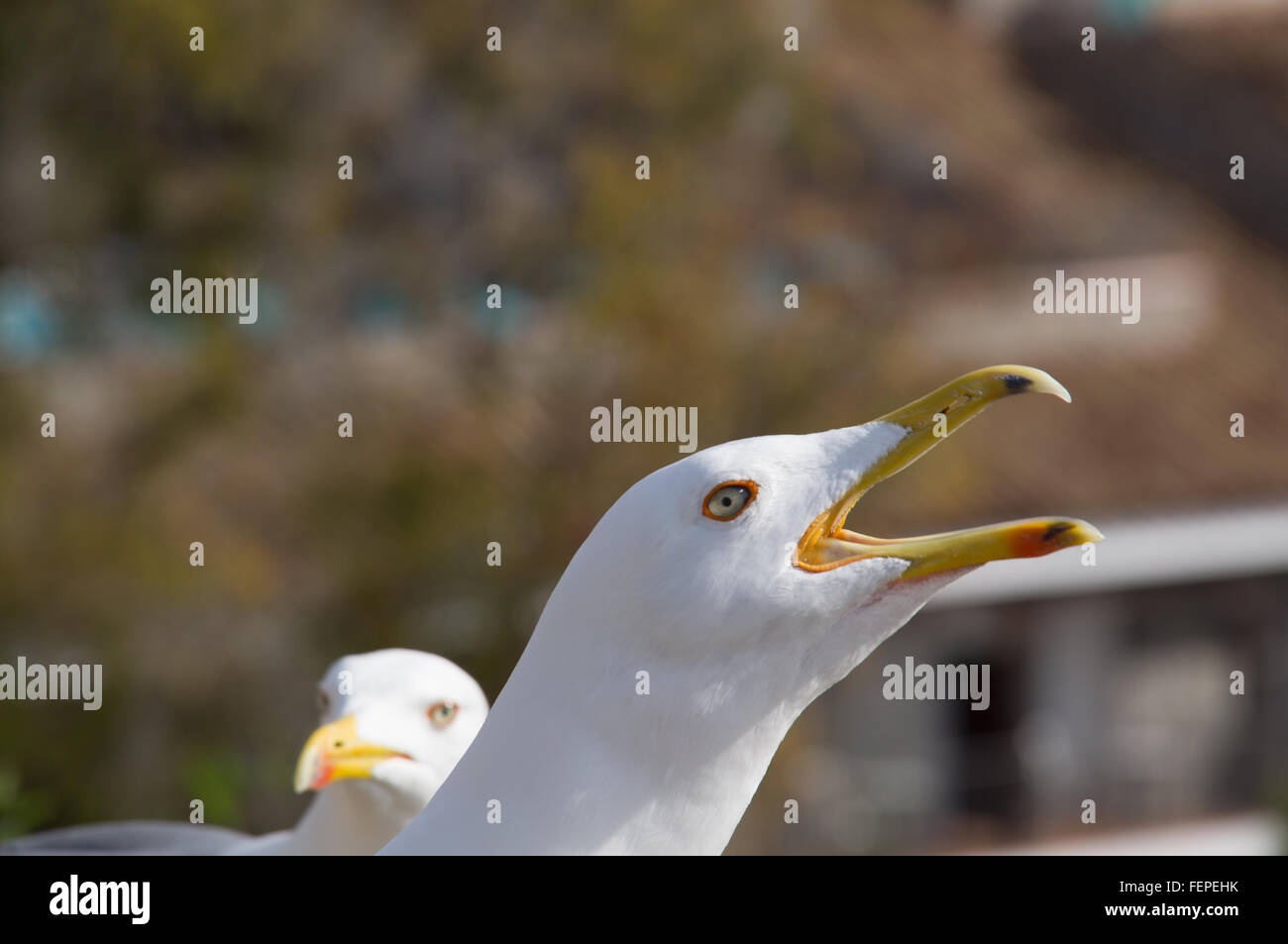 Fearless big bird Seagull Stock Photo - Alamy