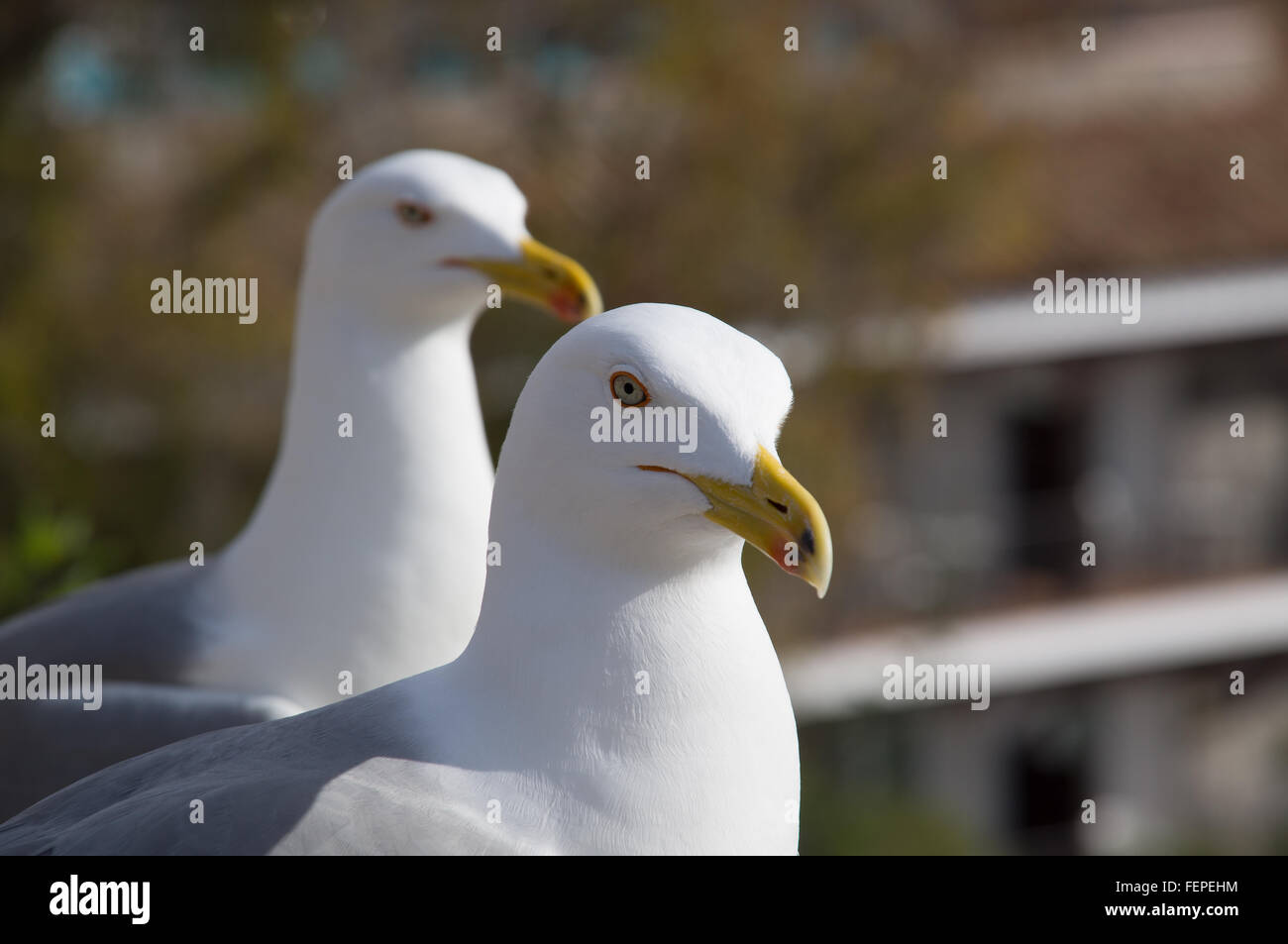 Fearless big bird Seagull Stock Photo - Alamy