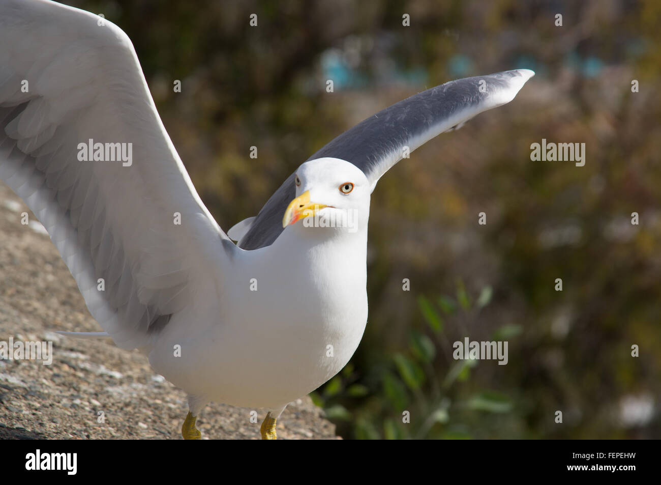 Fearless big bird Seagull Stock Photo - Alamy