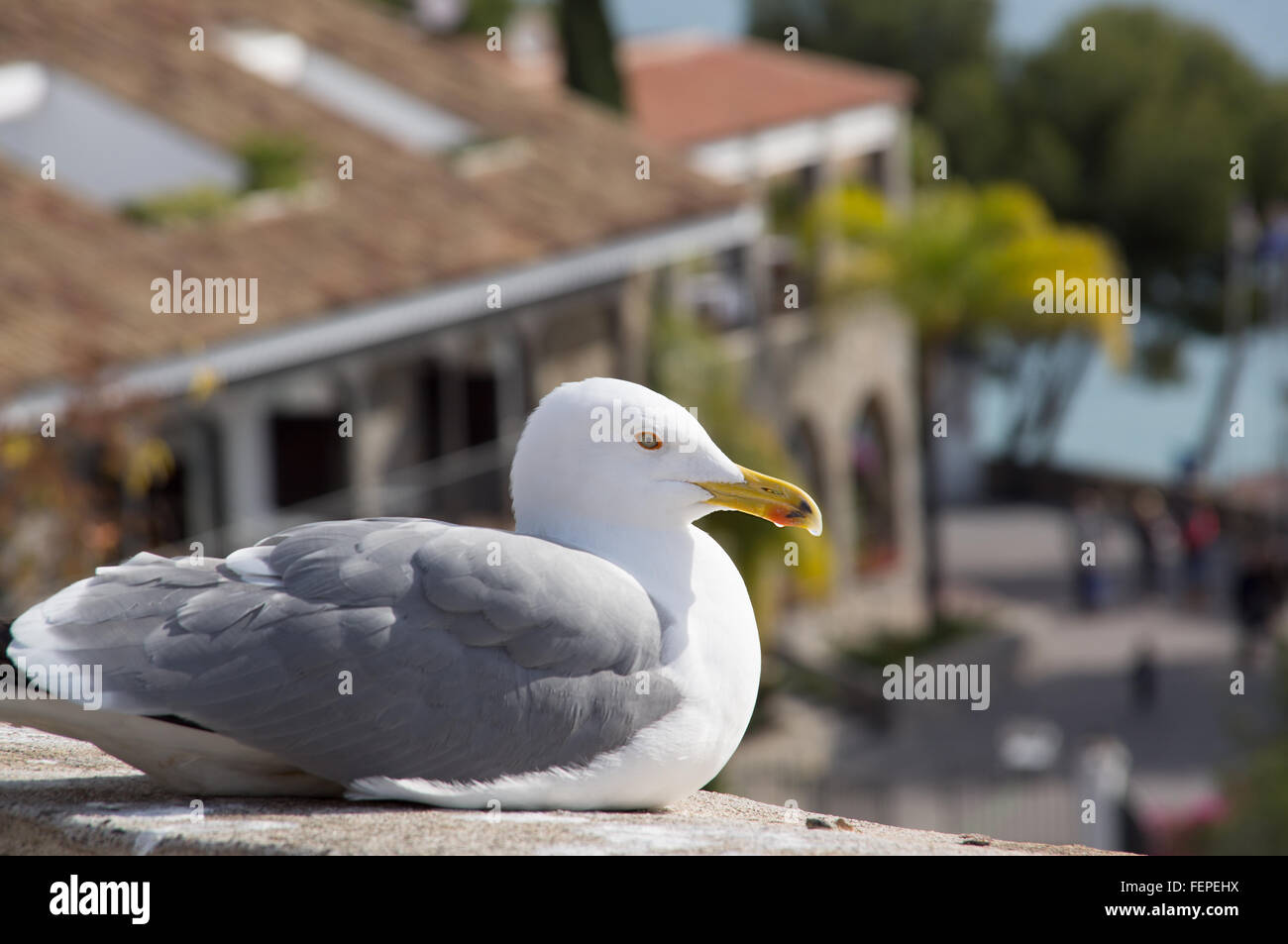 Fearless big bird Seagull Stock Photo - Alamy