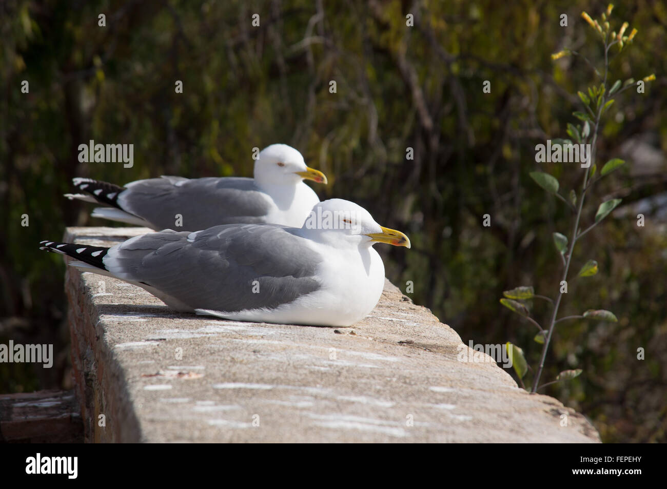 Fearless big bird Seagull Stock Photo - Alamy