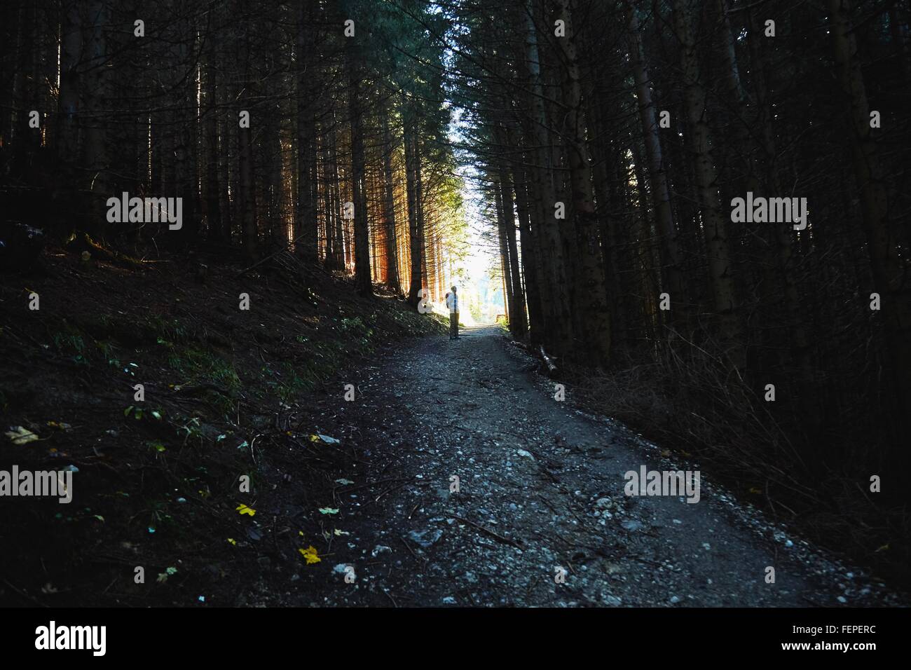 Person hiking in woods, Tegelberg, Fuessen, Allgaeu, Germany Stock ...