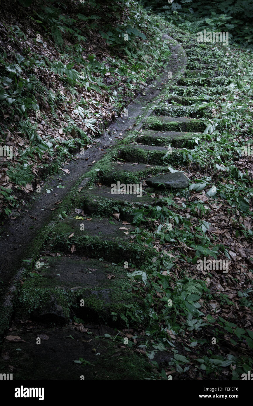 Woodland stone steps hi-res stock photography and images - Alamy