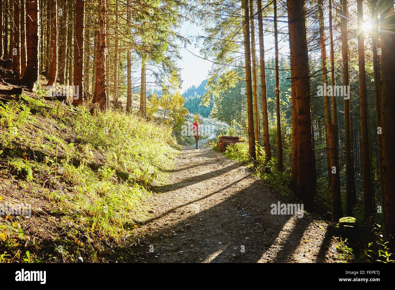 Person hiking in woods, Tegelberg, Fuessen, Allgaeu, Germany Stock ...