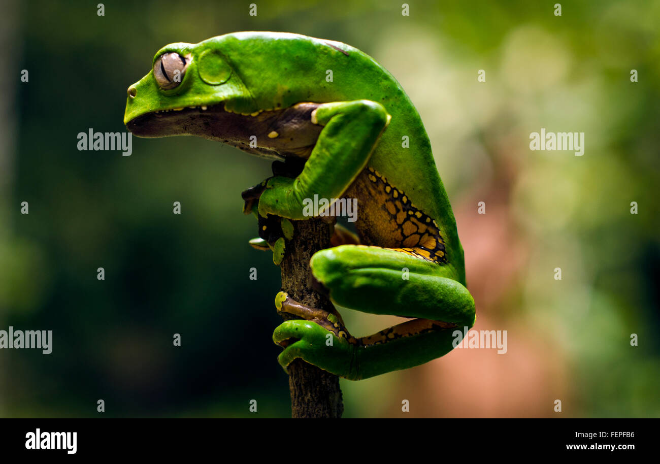 Kambo hi-res stock photography and images - Alamy