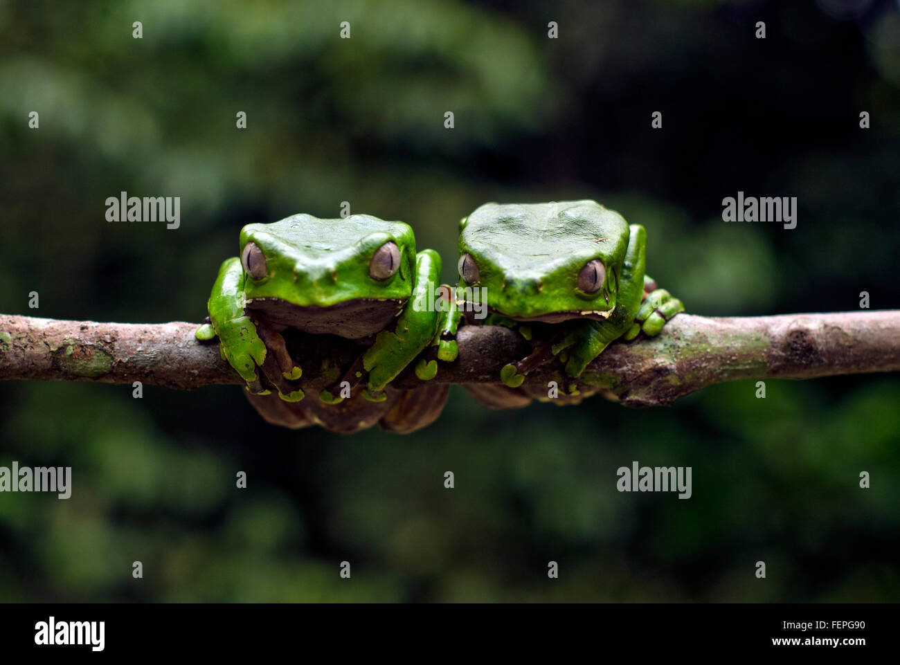 Kambo frogs from which powerful venom is extracting to use as a ...