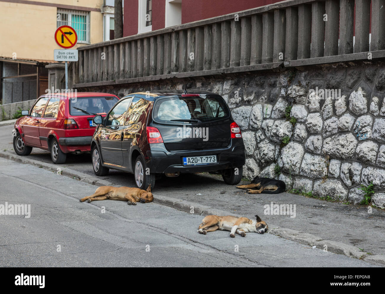 stray dogs laying on the street in Bistrik district, Sarajevo, Bosnia ...