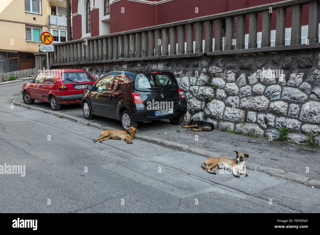 Balkan dog hi-res stock photography and images - Alamy