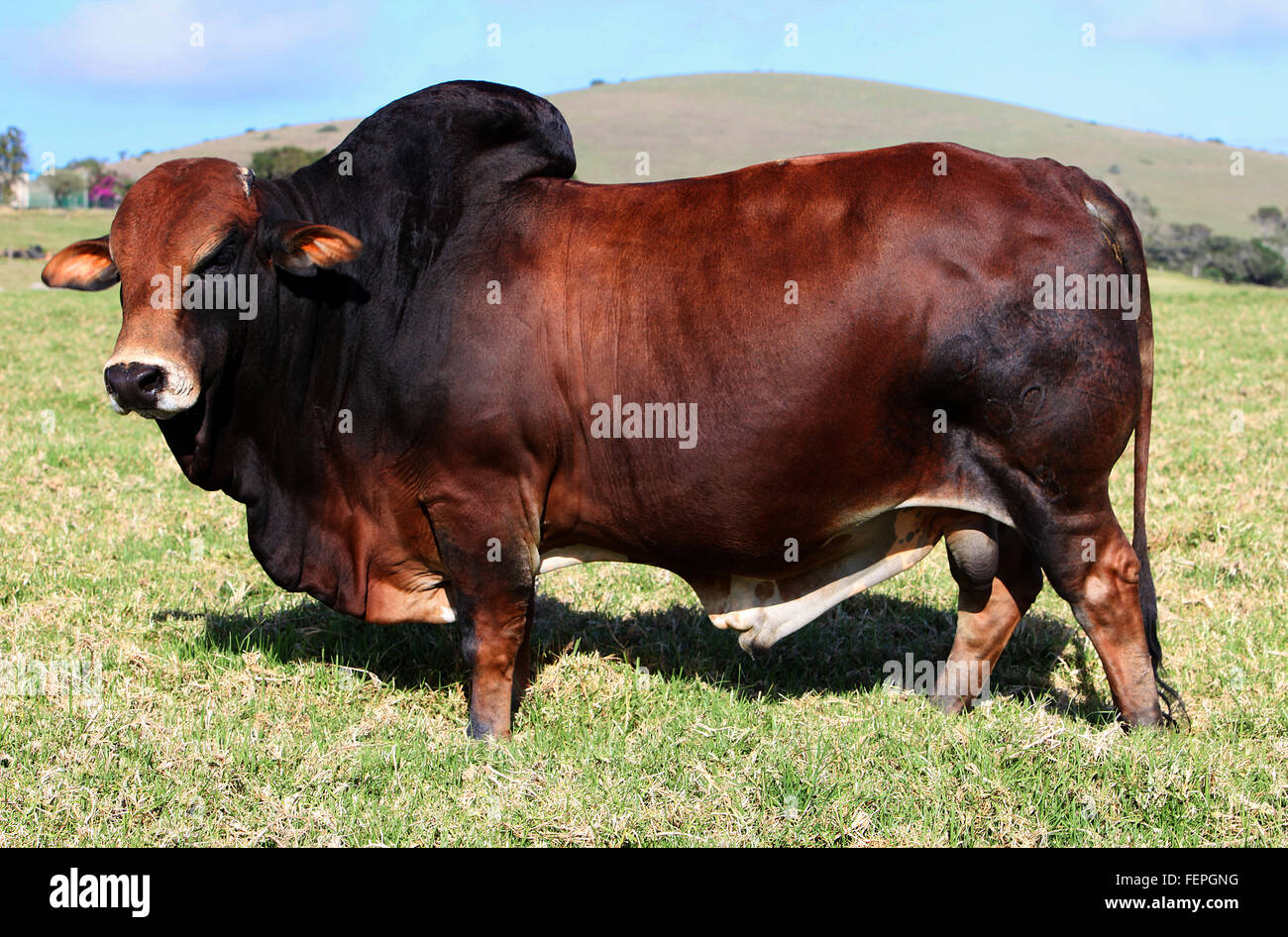 A photo of a very beefy dark red Boran bull in the pastures Stock Photo ...