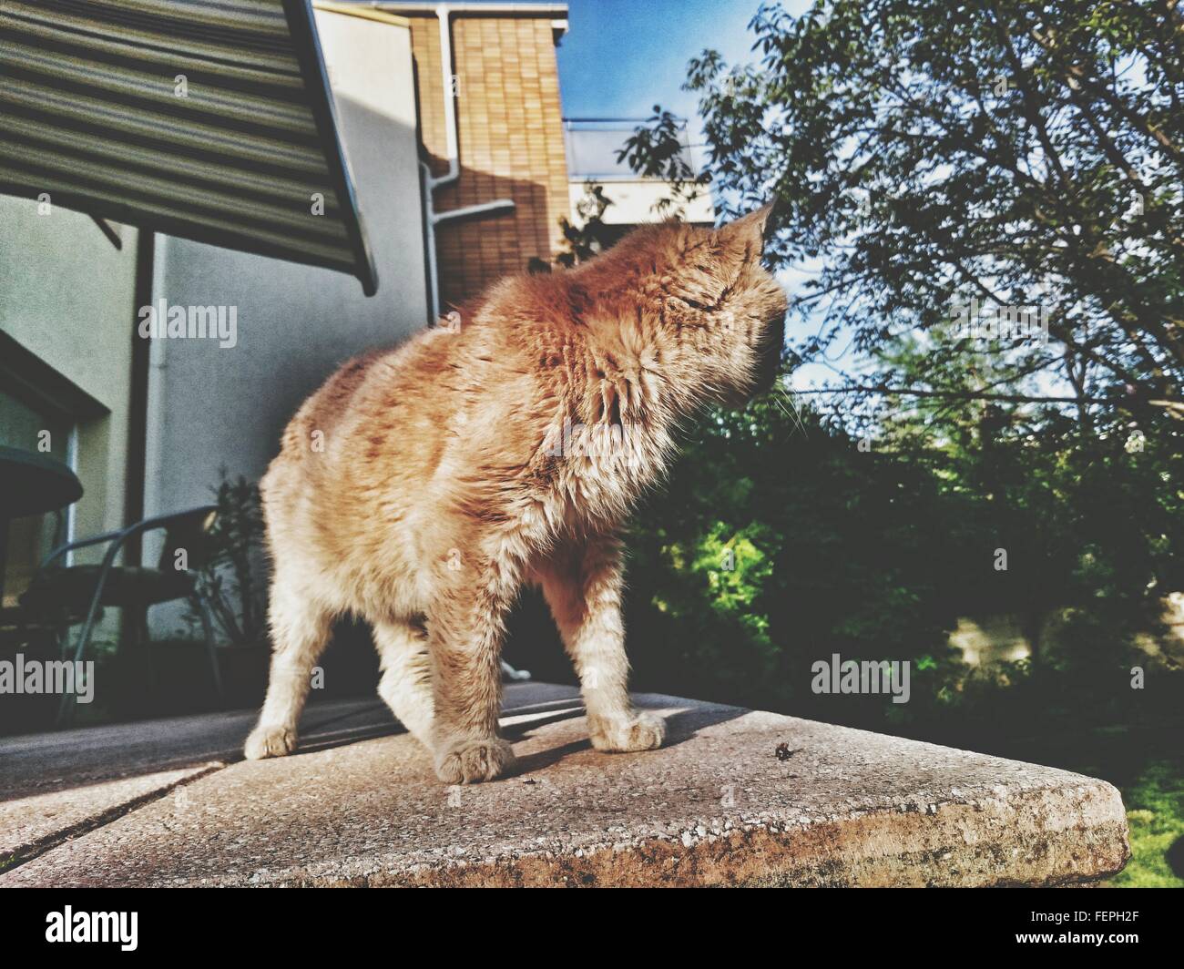 Cat On Ledge High Resolution Stock Photography and Images - Alamy