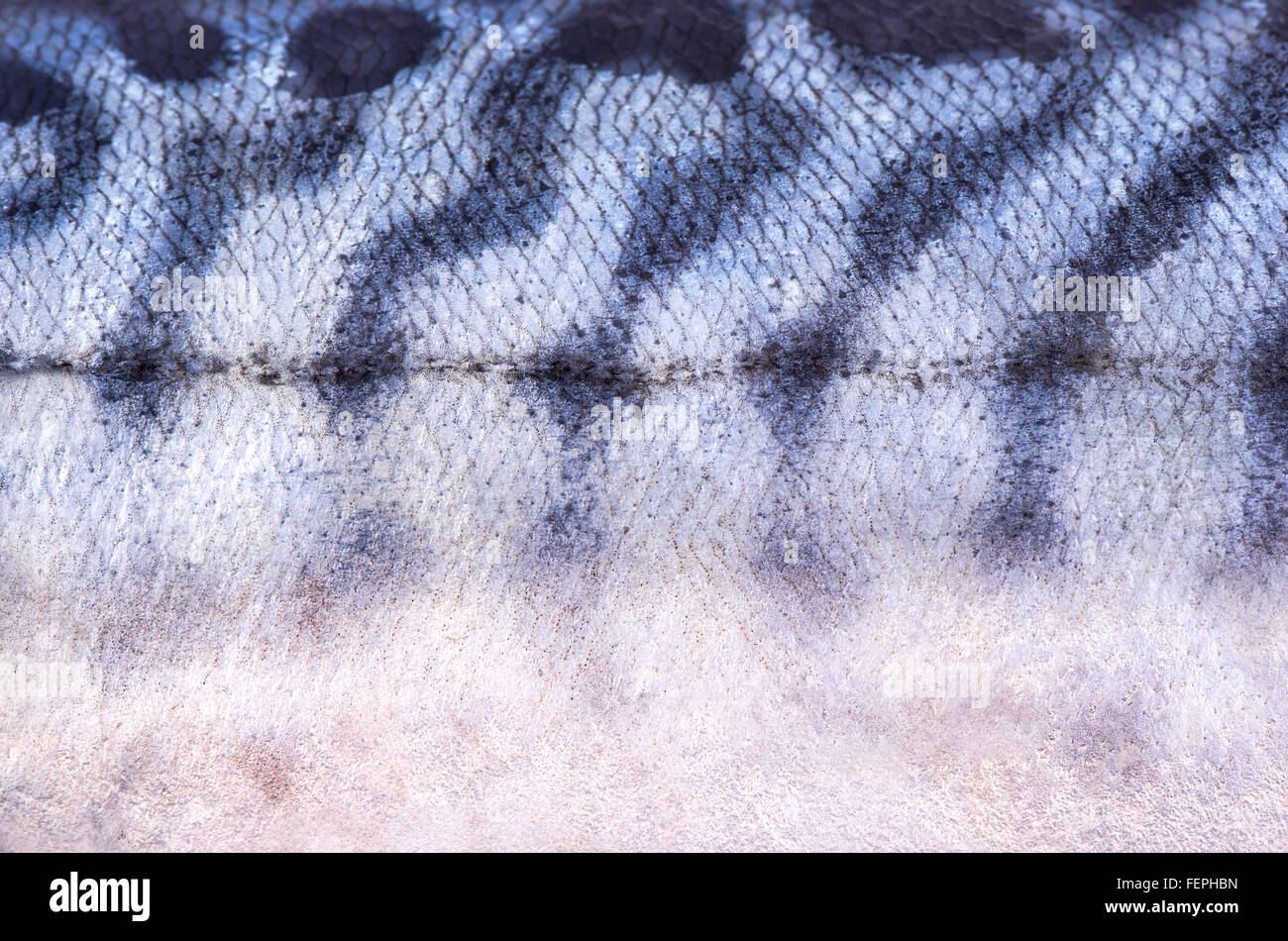 Squama hi-res stock photography and images - Alamy