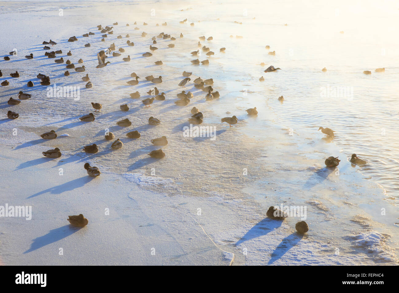 Ducks on ice freezing cold morning Stock Photo - Alamy