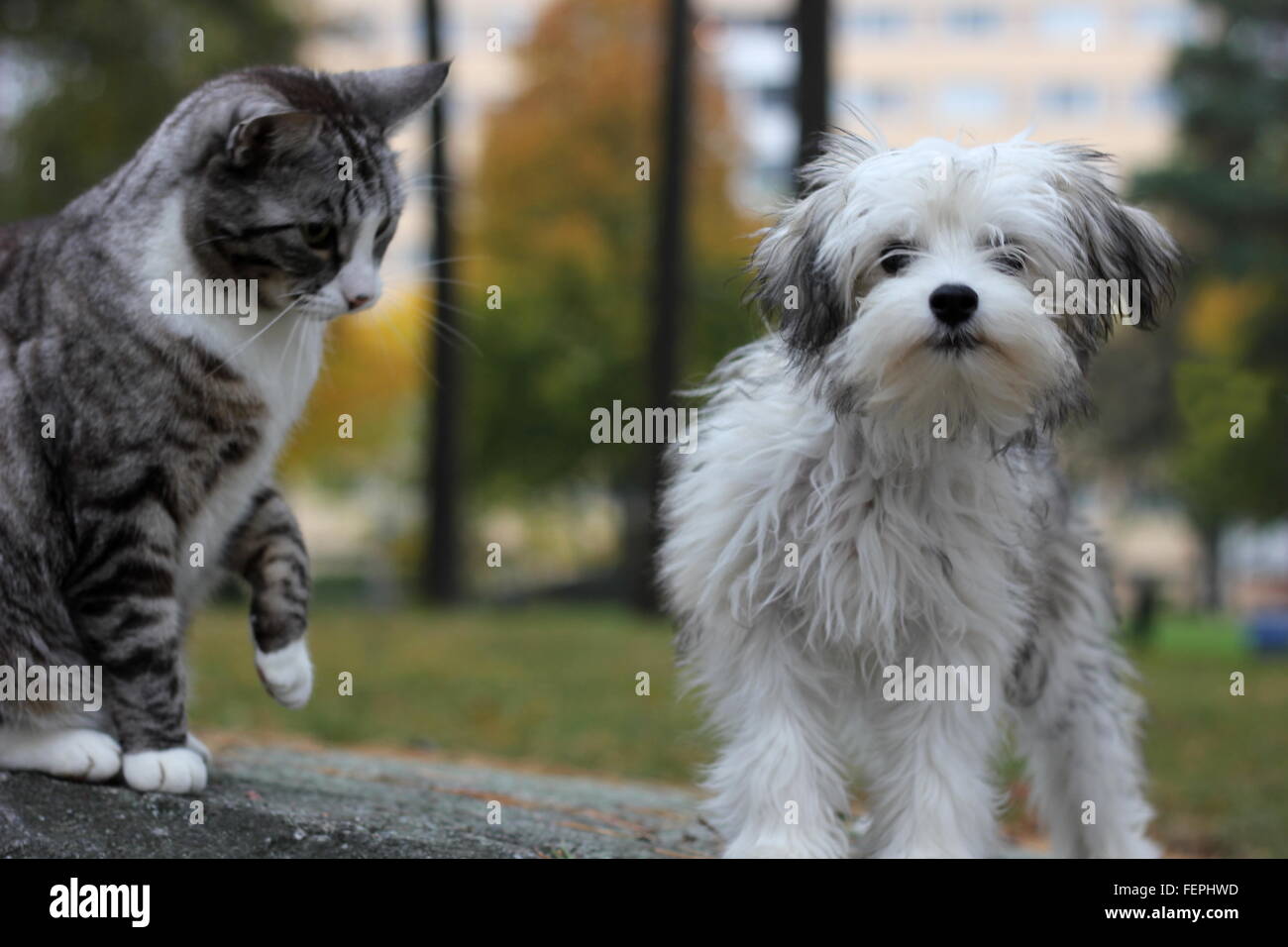 Canine in space hi-res stock photography and images - Alamy
