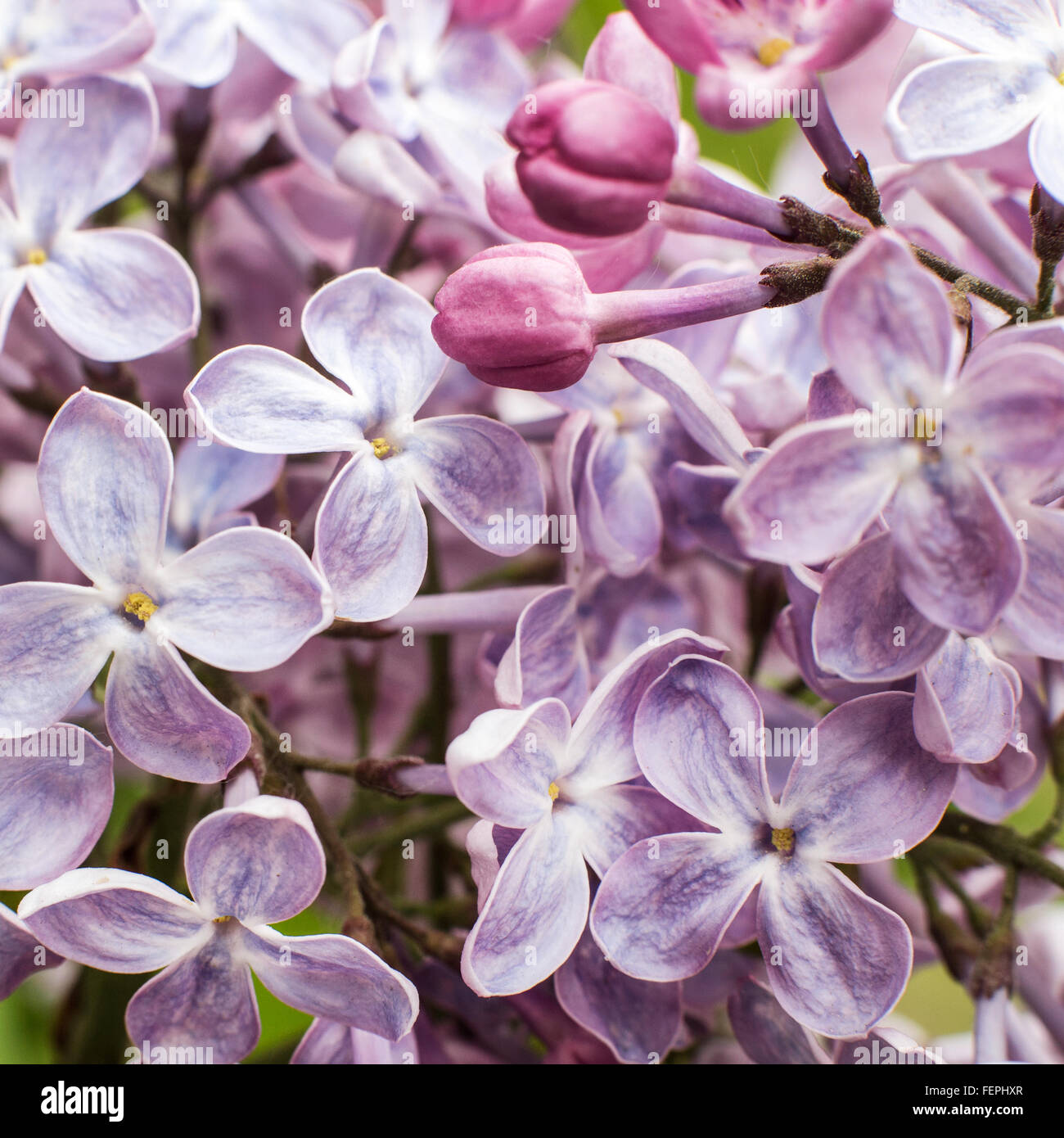 Macro image of spring lilac flowers Stock Photo - Alamy