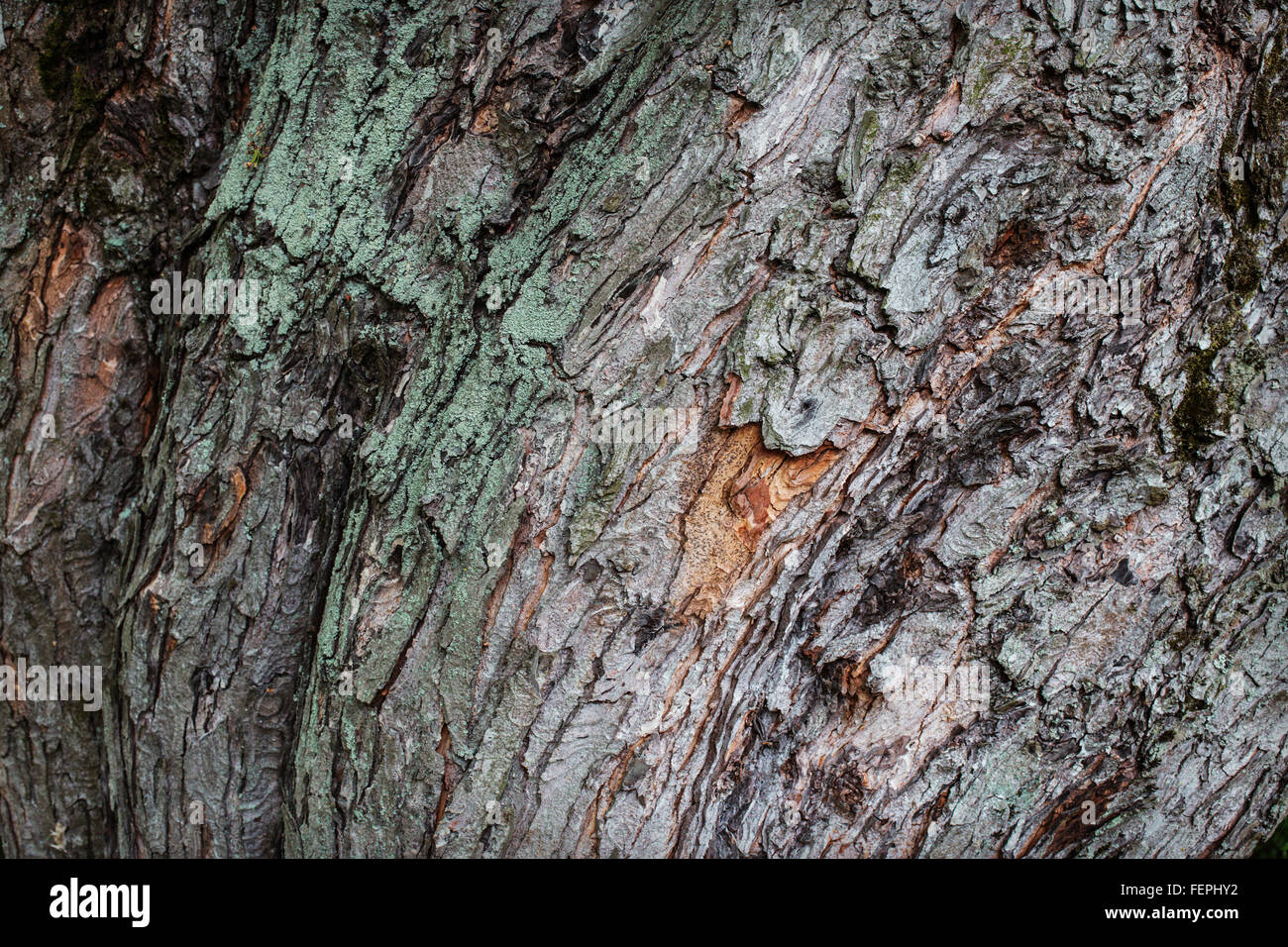 tree bark bent wave texture closeup Stock Photo - Alamy