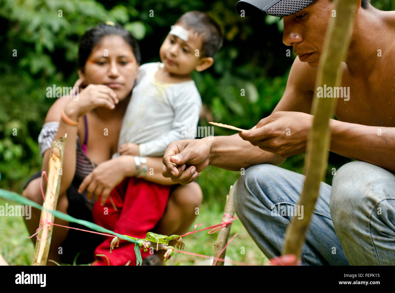 Extracting frog poison hi-res stock photography and images - Alamy