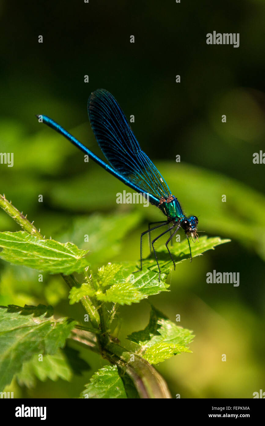 A blue damselfly eating a mosquito close up Stock Photo - Alamy