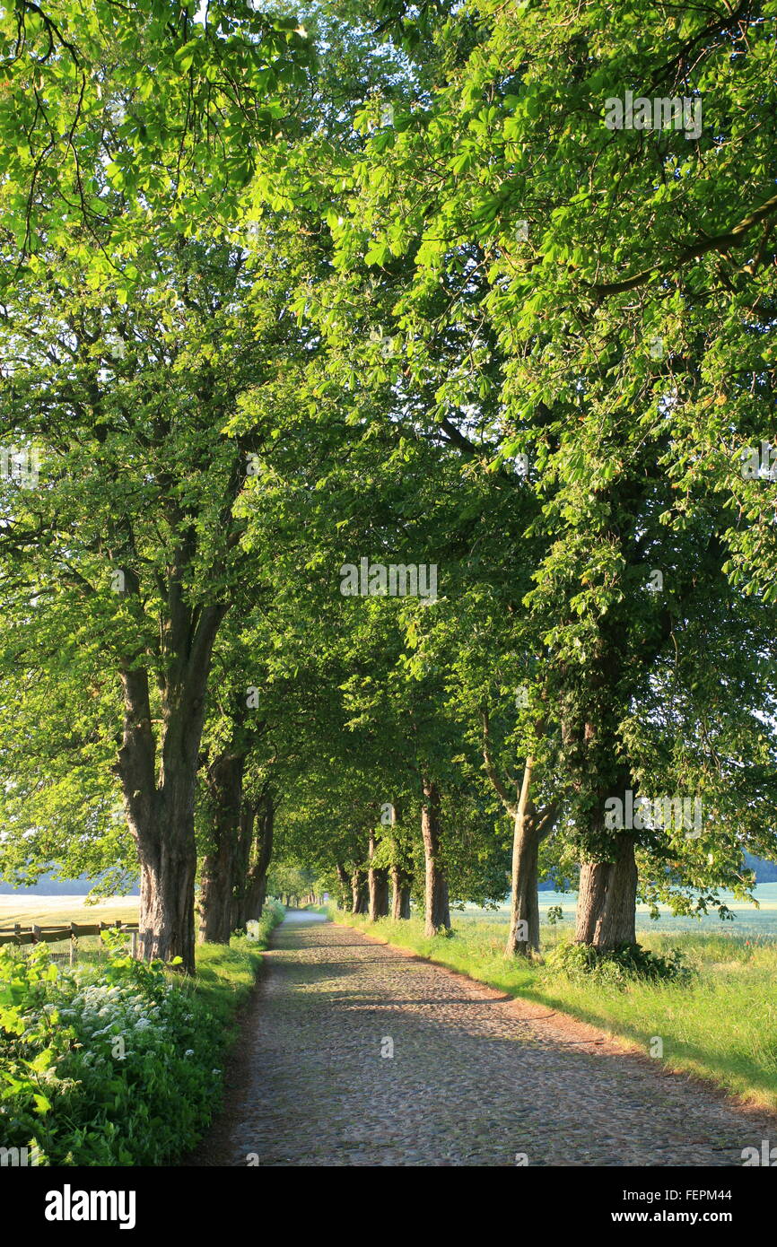 Scenic cobblestone road green grass hi-res stock photography and images ...