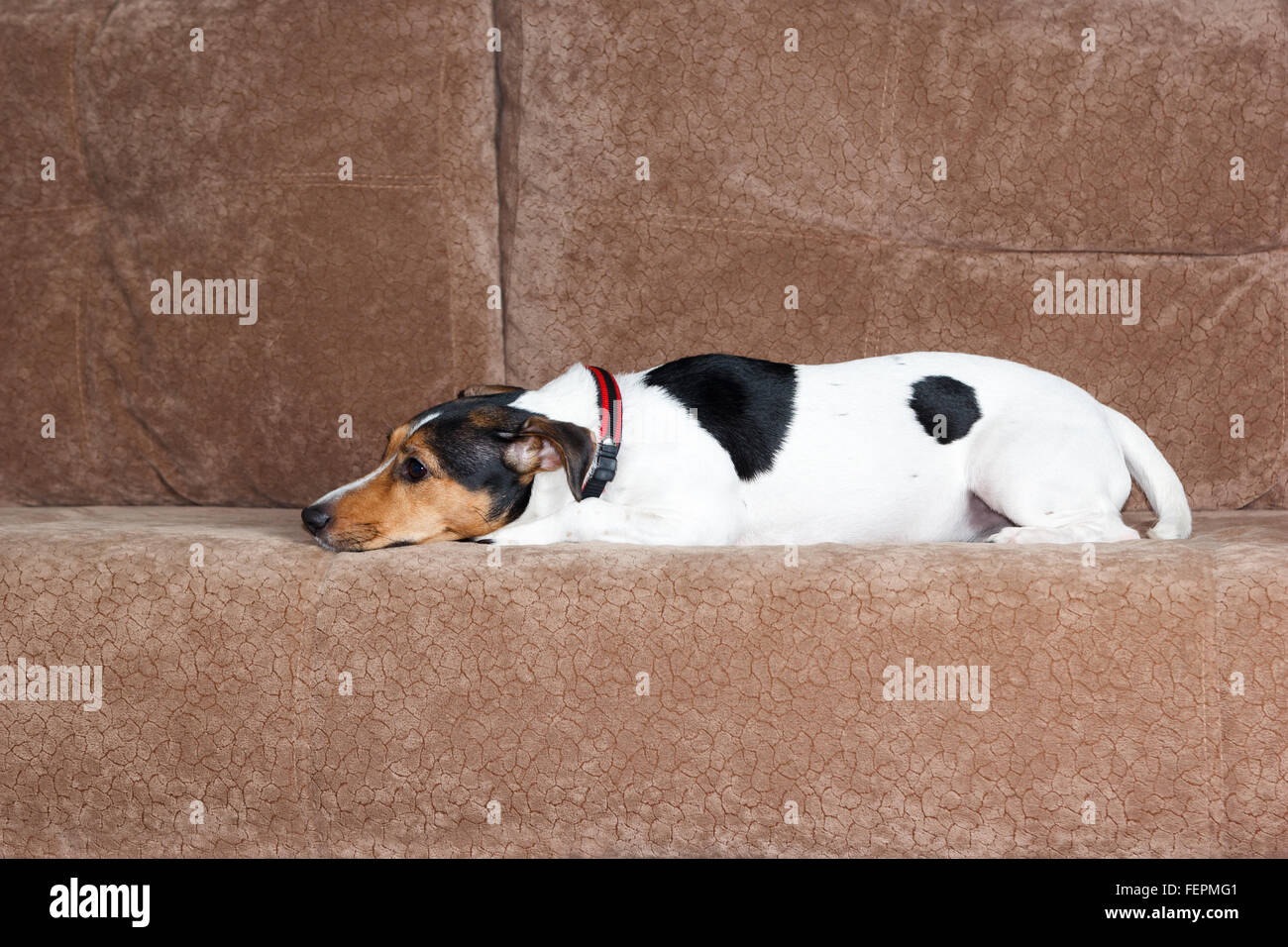 Jack Russell terrier lying on the couch Stock Photo - Alamy