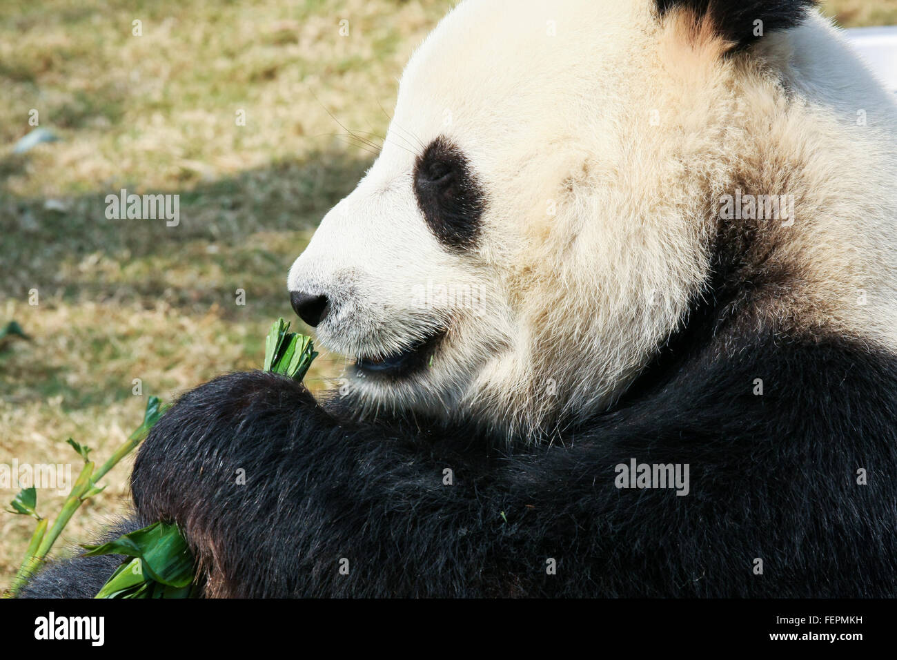 Panda eating bamboo Stock Photo - Alamy