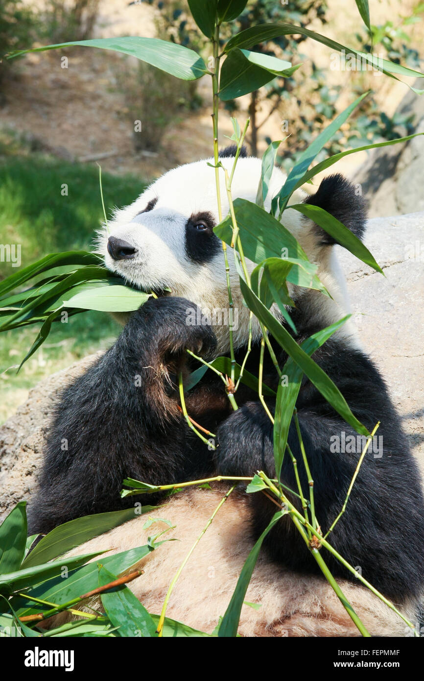 Panda eating bamboo Stock Photo - Alamy