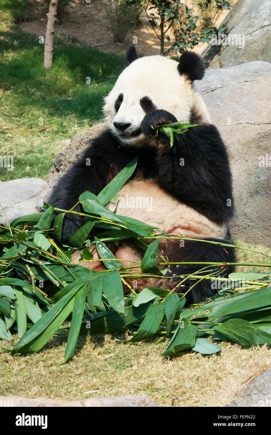Hungry panda hi-res stock photography and images - Alamy