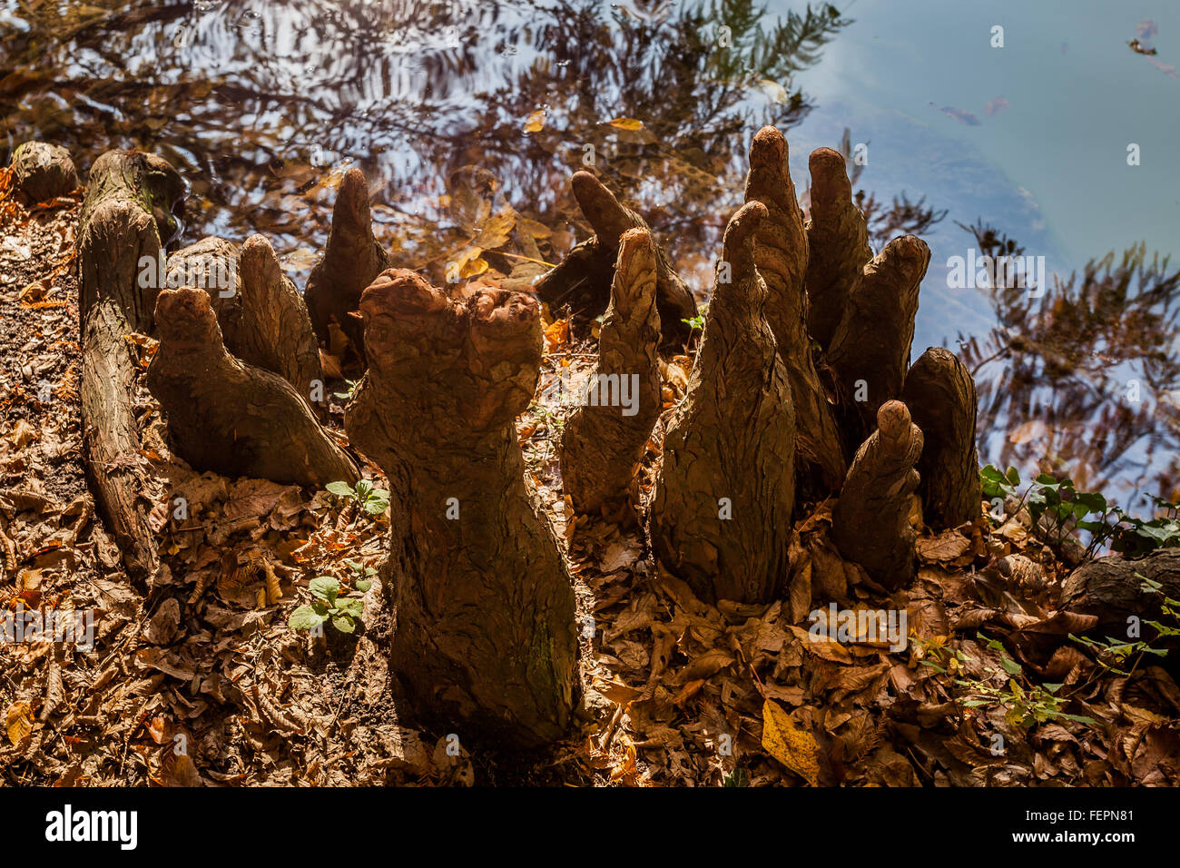 Why Do Tree Roots Grow Above Ground At Leonard Munch Blog