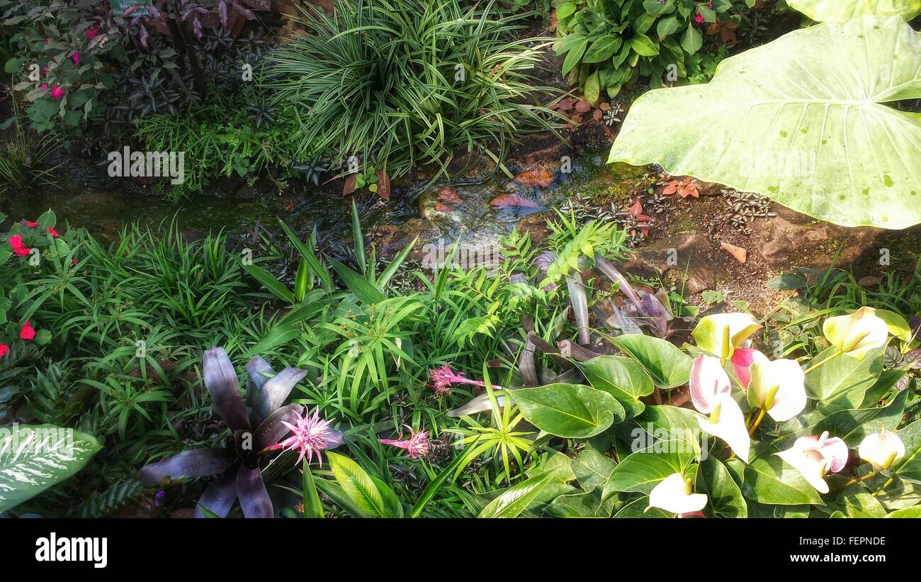 Leaf growing on the ground hi-res stock photography and images - Alamy