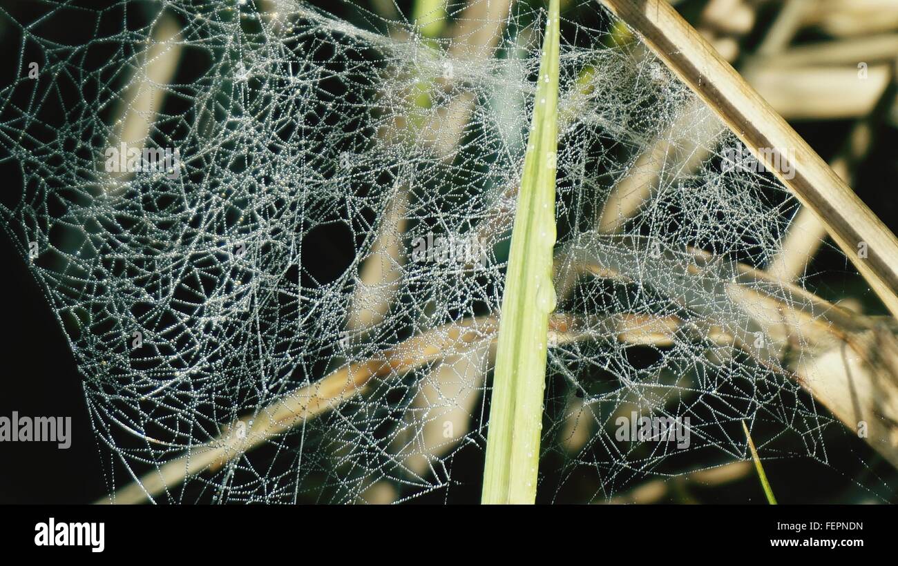 Wet web in grass hi-res stock photography and images - Alamy