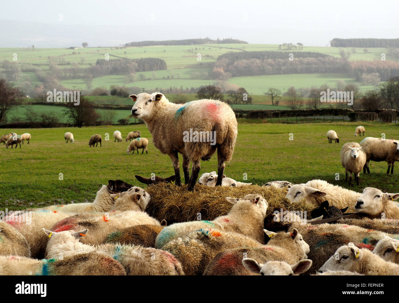 Sheep dog stare sheep hi-res stock photography and images - Alamy