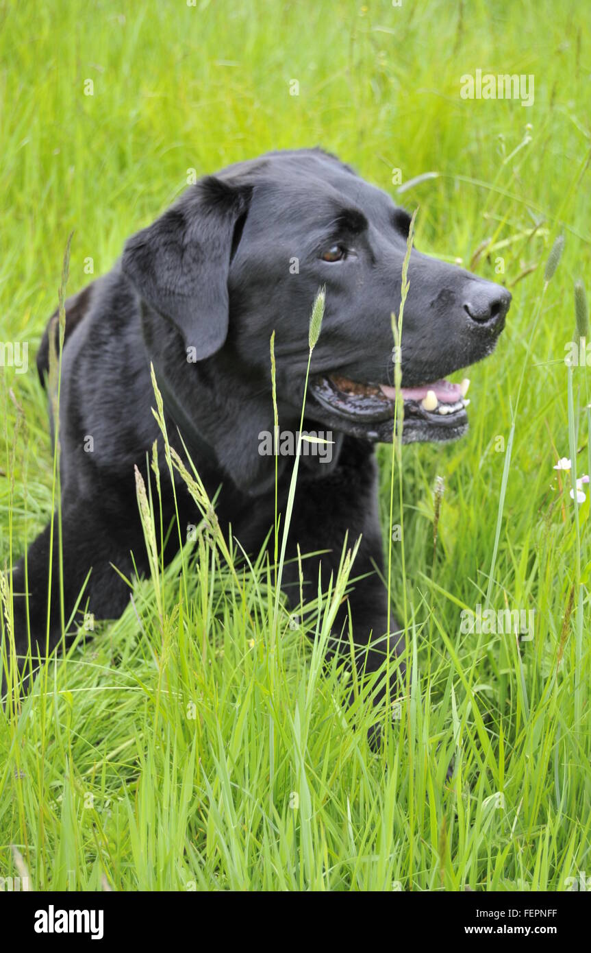 Drakeshead hi-res stock photography and images - Alamy