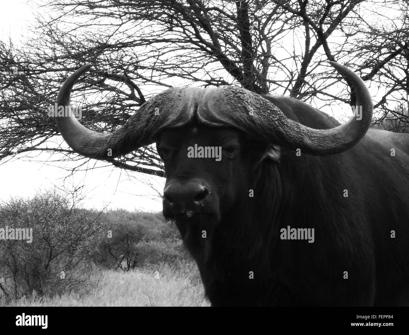 Water Buffalo portrait, Limpopo, South Africa Stock Photo - Alamy