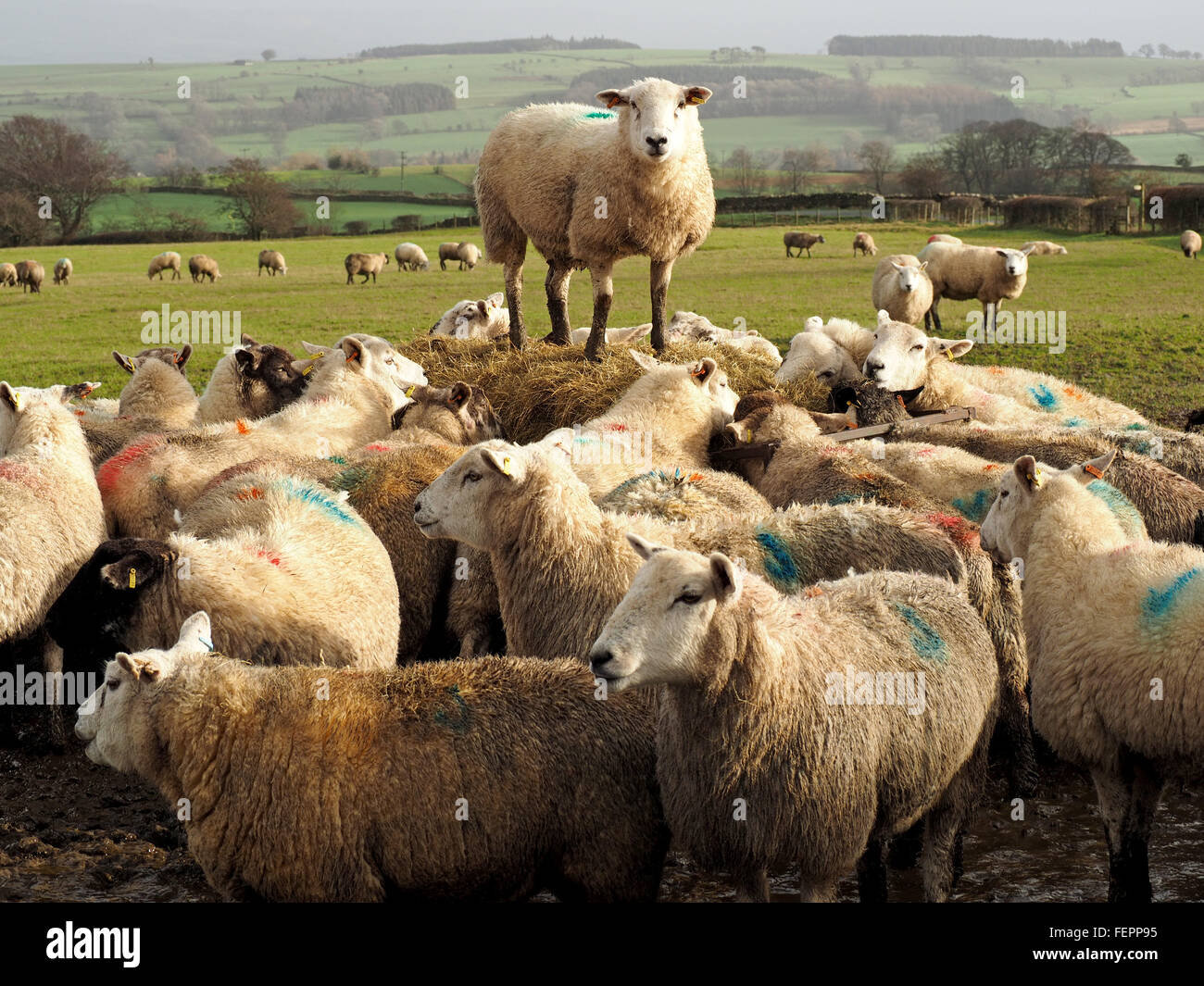one elevated sheep stands on bale of straw silage to gain advantage ...