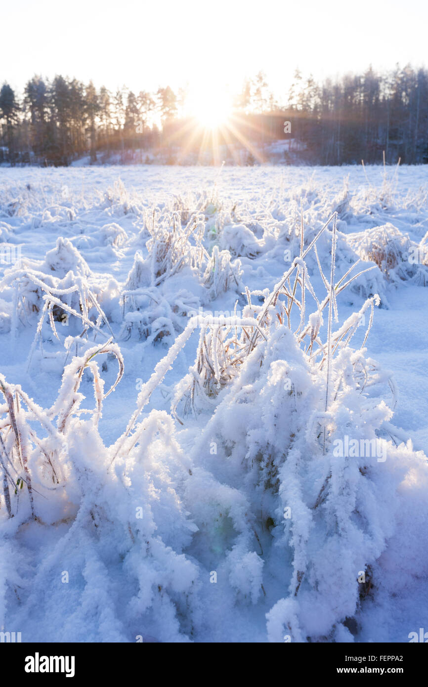 Grassland field at winter Stock Photo - Alamy