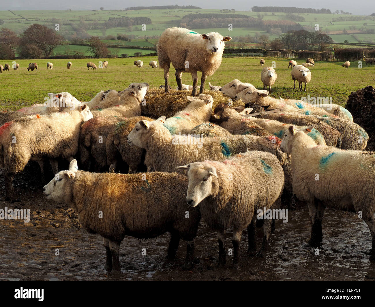 Sheep dog stare sheep hi-res stock photography and images - Alamy