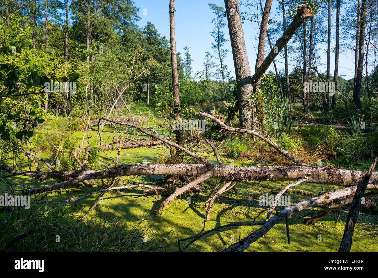 Fallen tunnel tree hi-res stock photography and images - Alamy