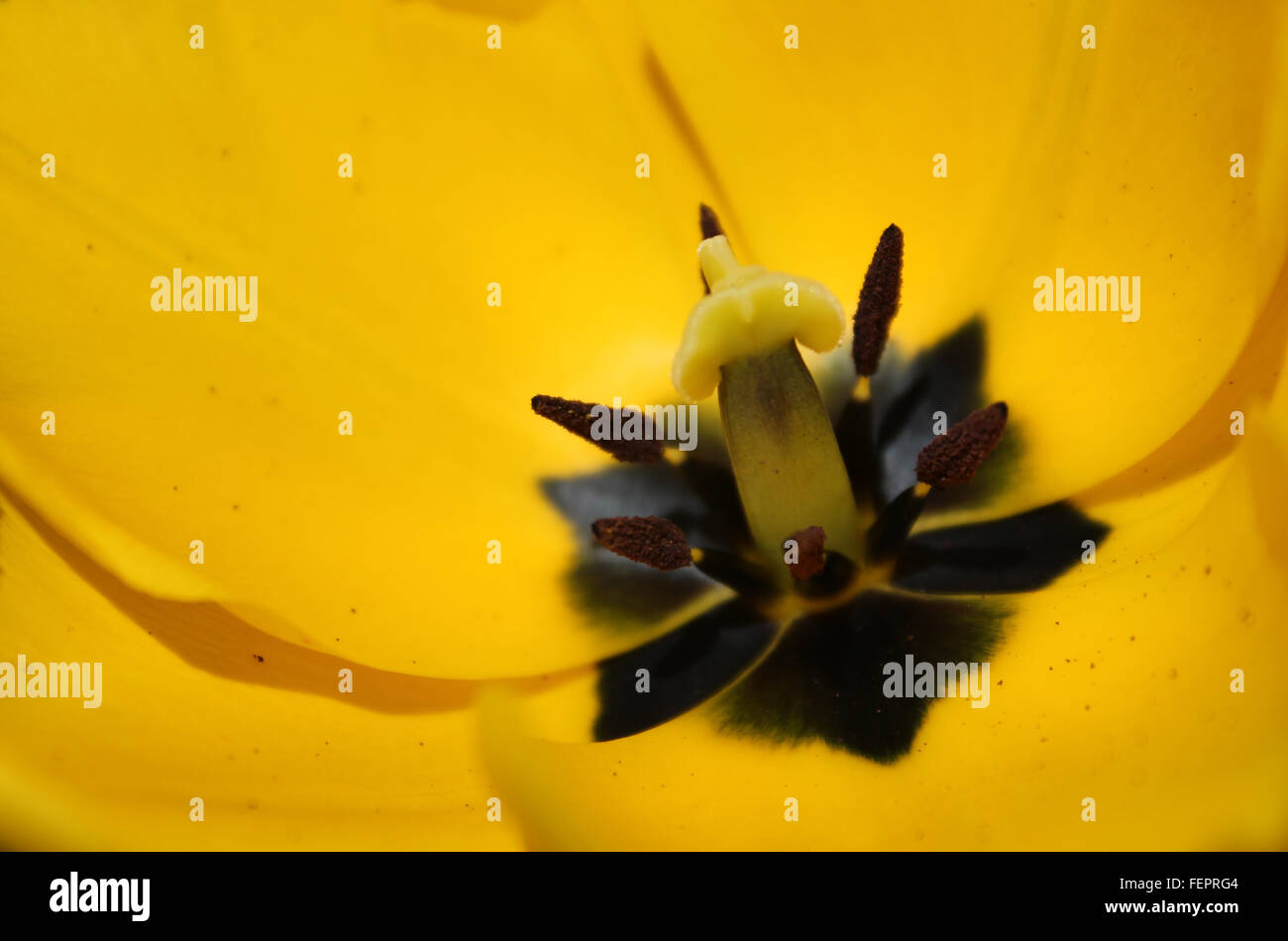 Yellow tulip head showing plants reproductive stamen and anther Stock ...
