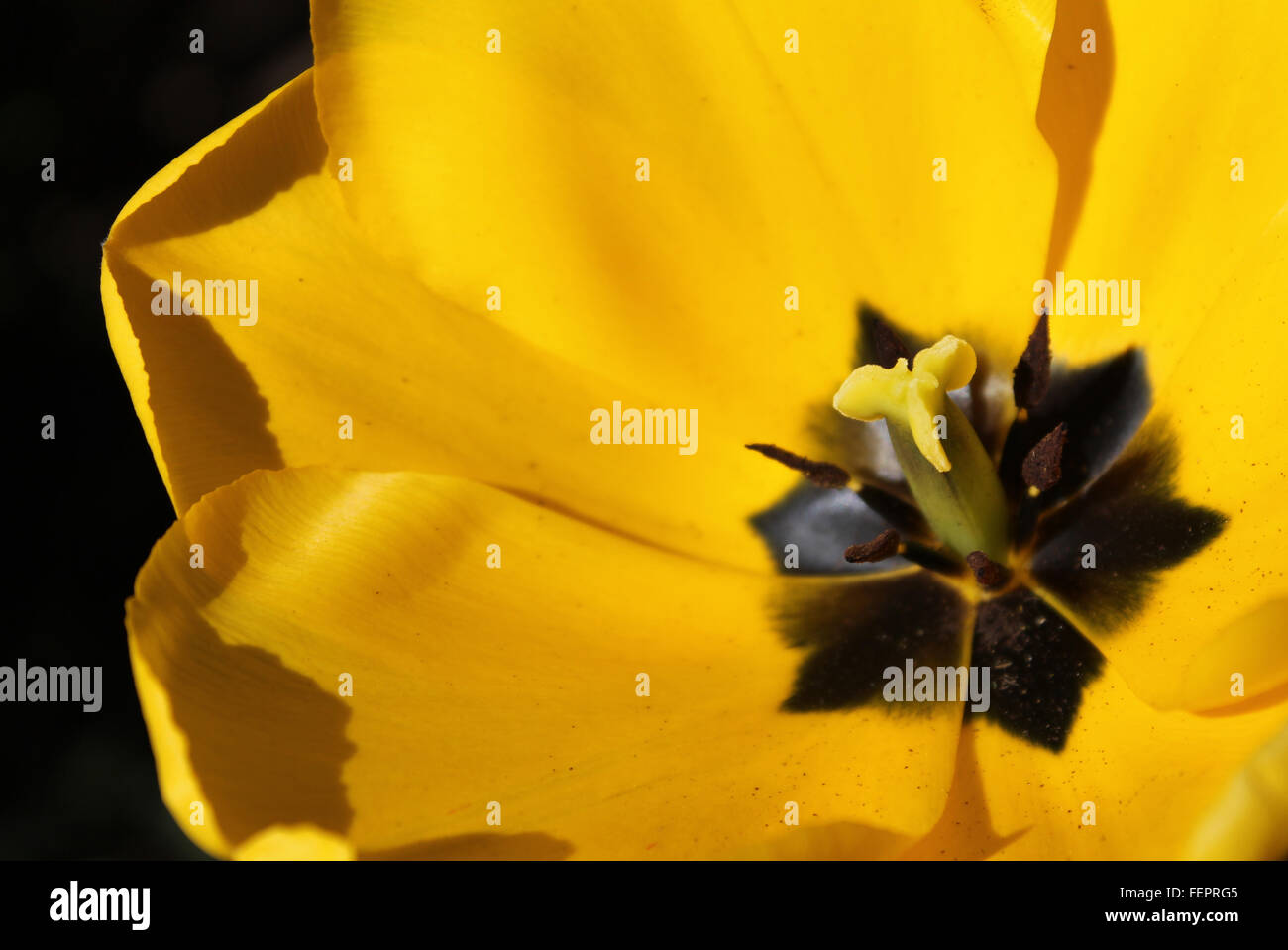Tulips reproductive features hi-res stock photography and images - Alamy