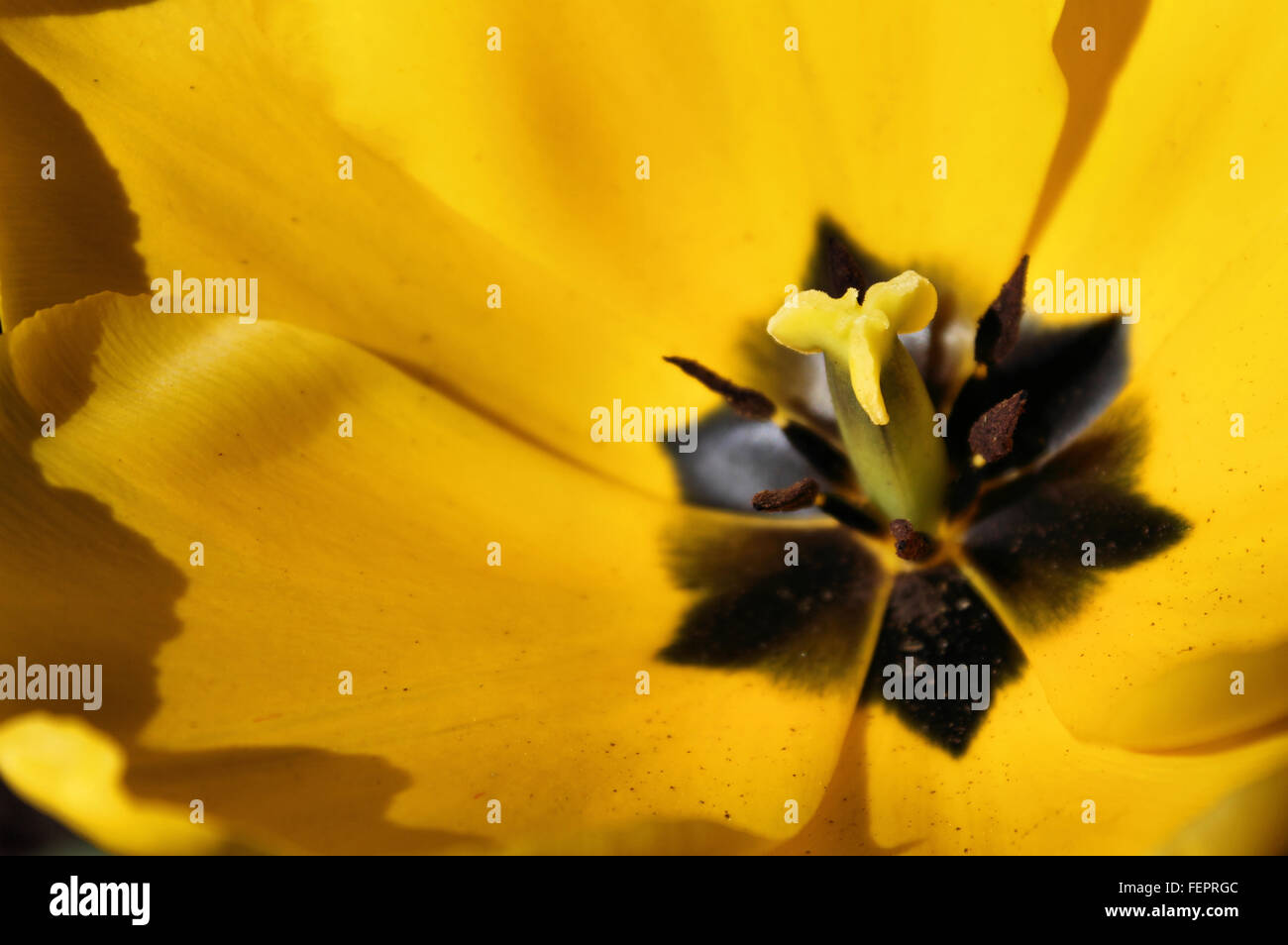 Yellow tulip head showing plants reproductive stamen and anther Stock ...