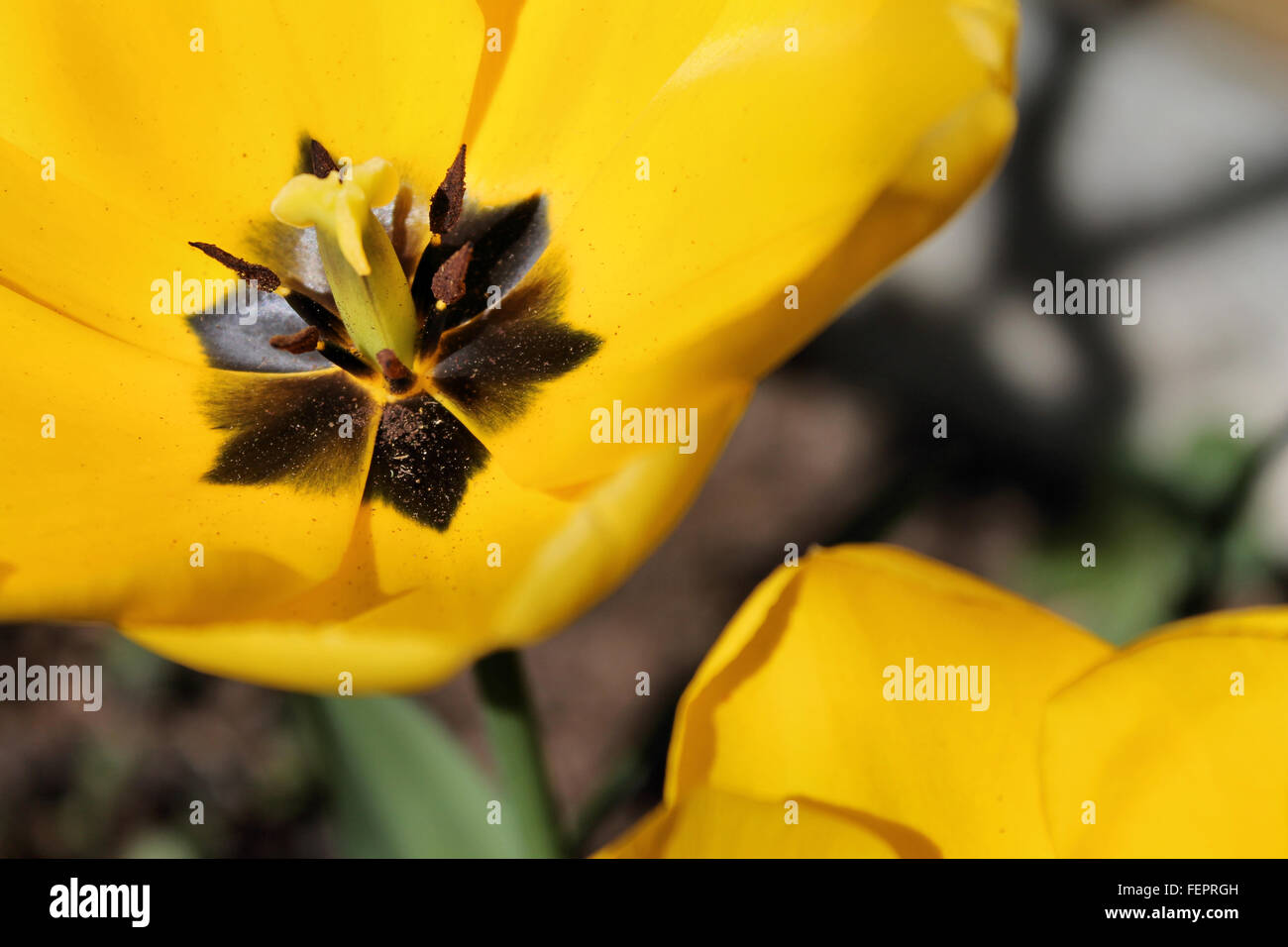 Yellow tulip head showing plants reproductive stamen and anther Stock ...