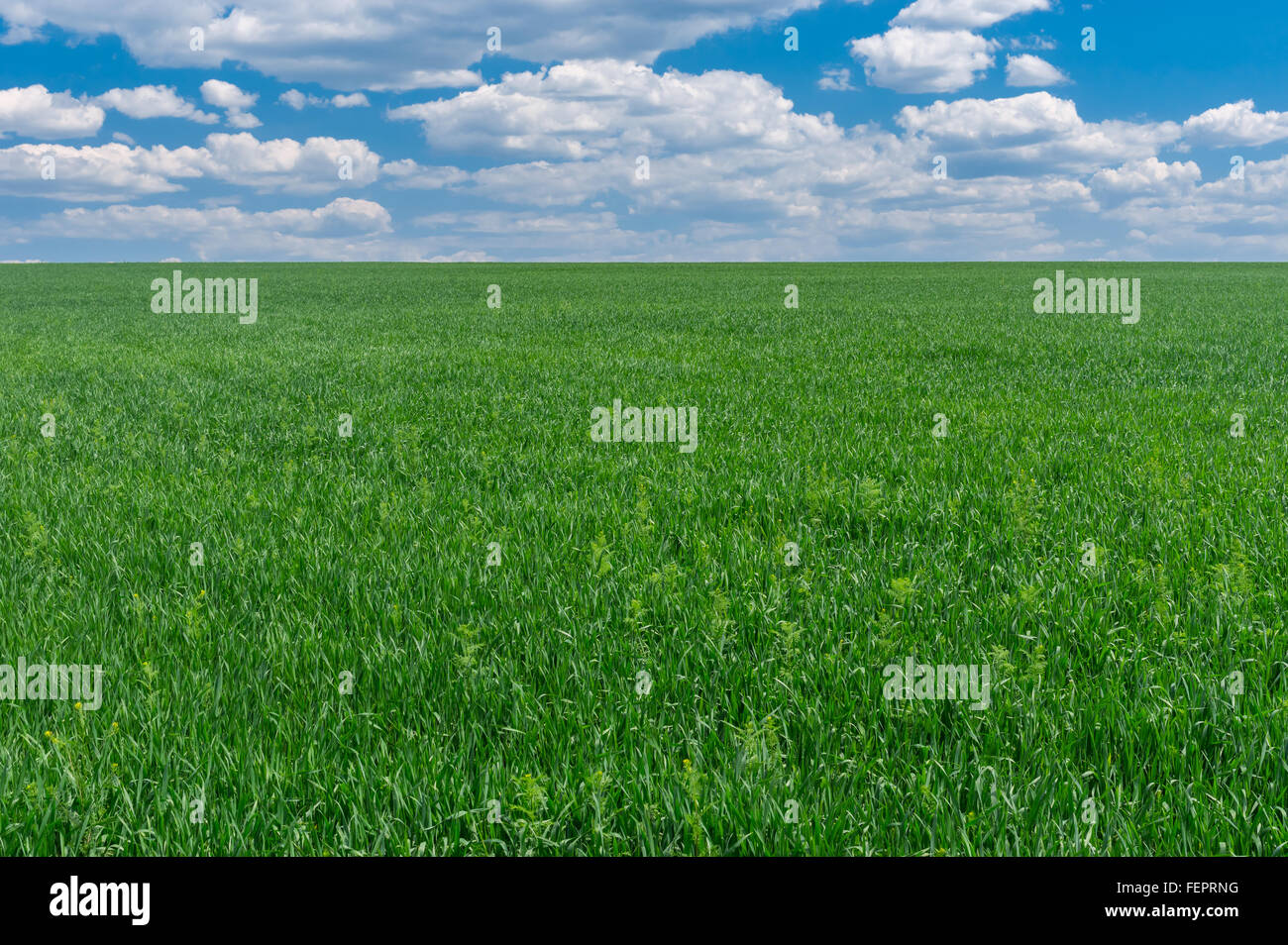Spring landscape with green crops field in central Ukraine Stock Photo ...