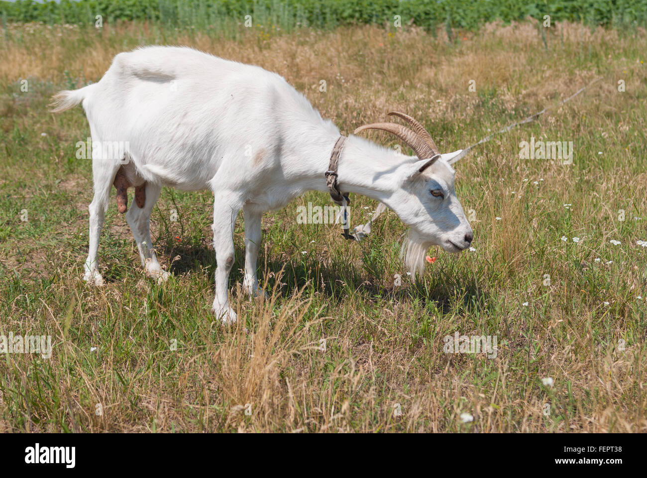 Ukrainian fauna hi-res stock photography and images - Alamy