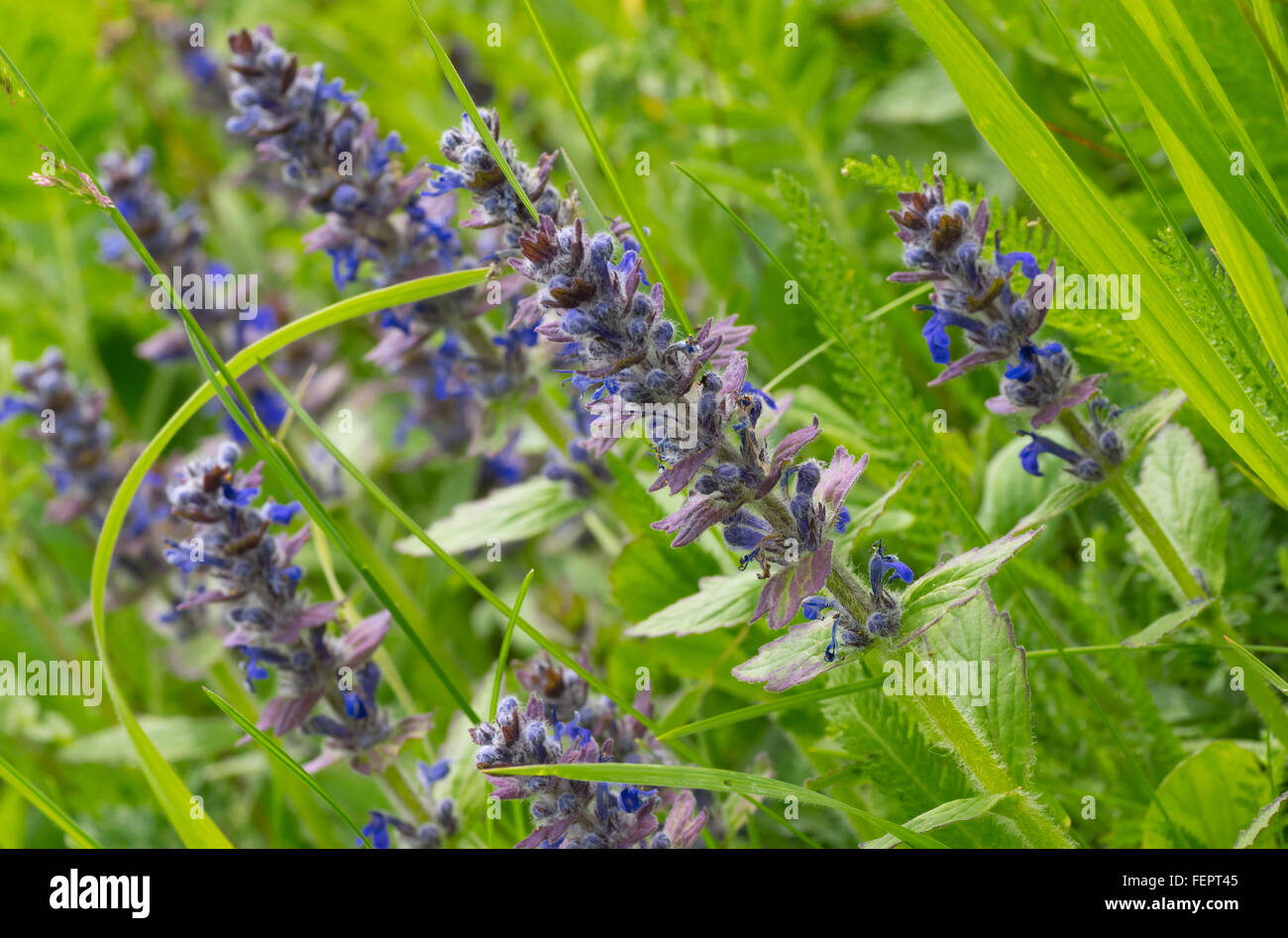 Vipers bugloss weeds hi-res stock photography and images - Alamy