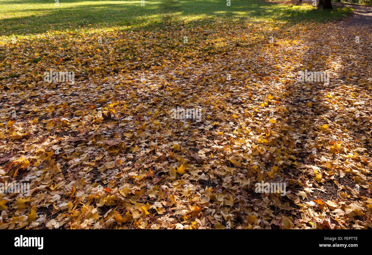 Plane tree leaves fallen to the ground Stock Photo - Alamy