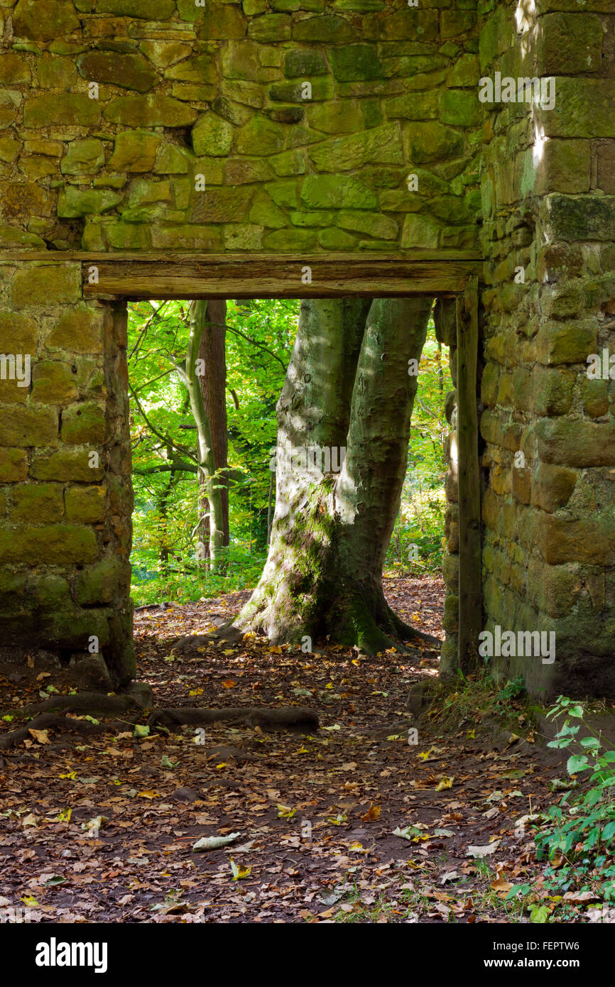 Tree at Lumsdale near Matlock in Derbyshire Peak District England UK ...