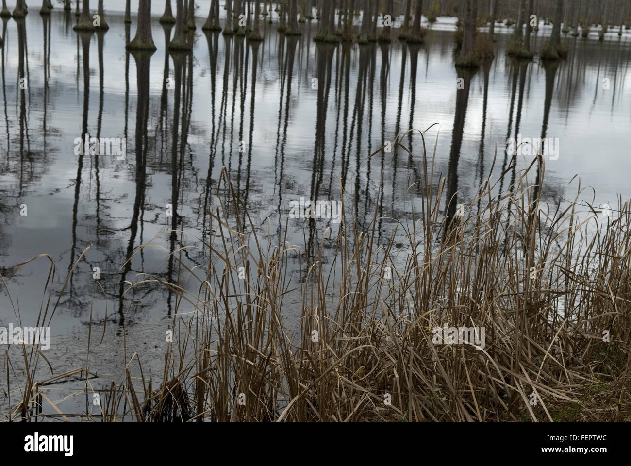 NR Goodale State Park Camden South Carolina USA Stock Photo - Alamy